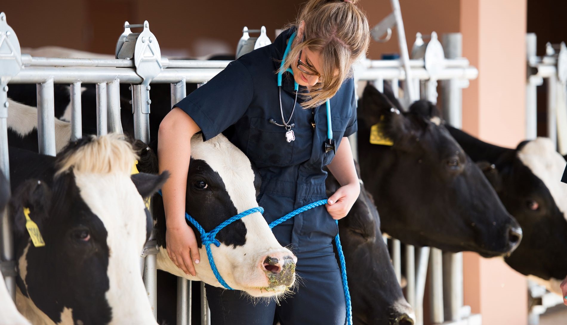 Large Animal Clinic | Midwestern University Clinics
