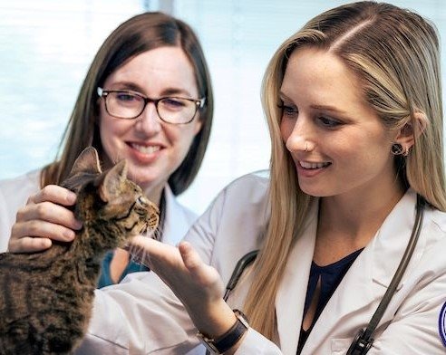 Animal Health Institute | Midwestern University Clinics