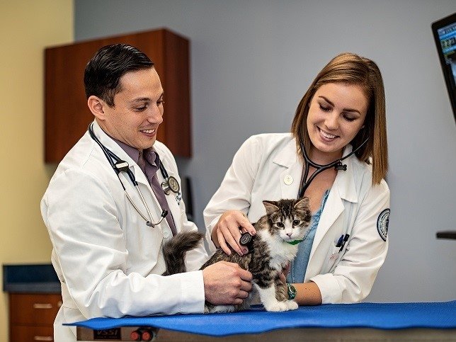 Companion Animal Clinic | Midwestern University Clinics