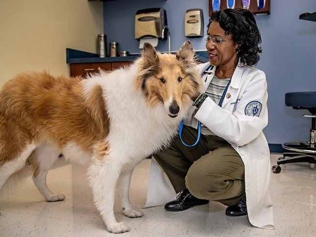 Companion Animal Clinic | Midwestern University Clinics