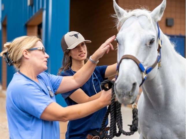 Animal Health Institute | Midwestern University Clinics